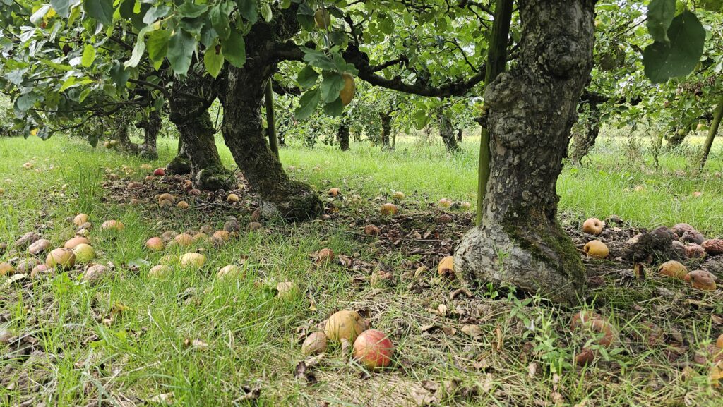 Rode Boskoop / Rode Goudreinette appelboom| laag-, half-, hoogstam of ...