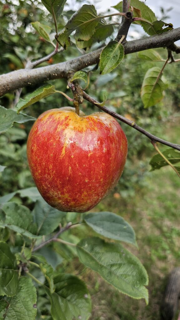 Rode Boskoop / Rode Goudreinette appelboom| laag-, half-, hoogstam of ...