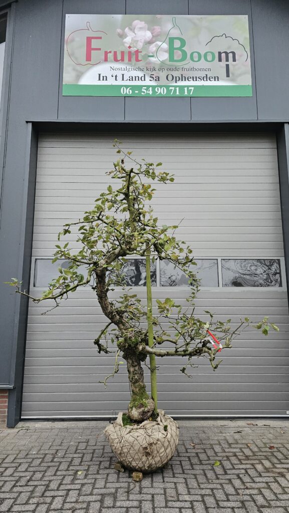 Rode Boskoop / Rode Goudreinette appelboom| laag-, half-, hoogstam of ...