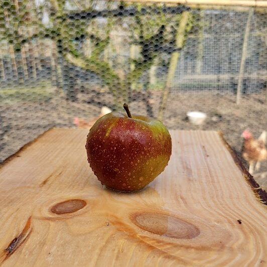 Rode Boskoop / Rode Goudreinette appelboom| laag-, half-, hoogstam of ...
