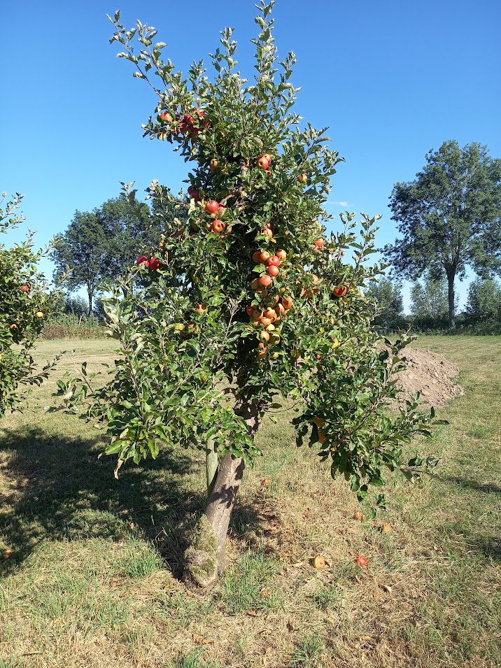 Elstar appelboom | laag-, half-, hoogstam of oude appelboom.